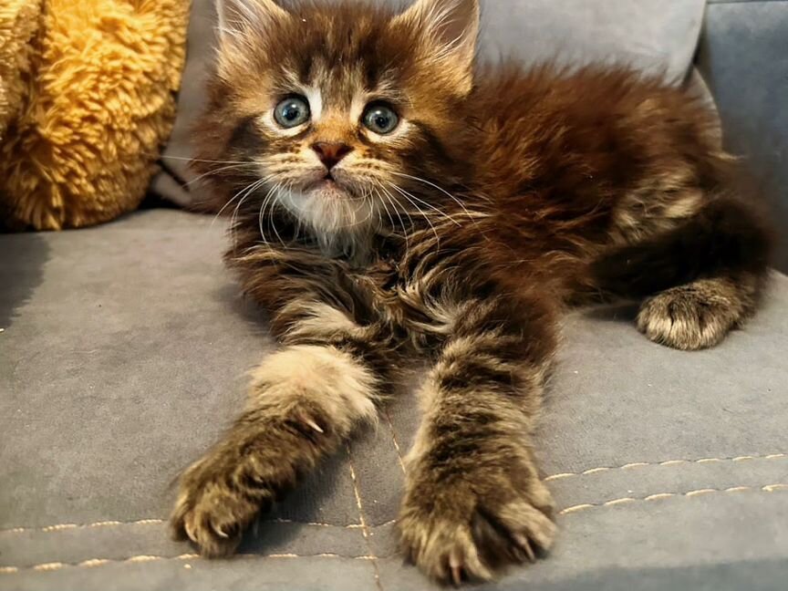 Котенок мейн кун девочка