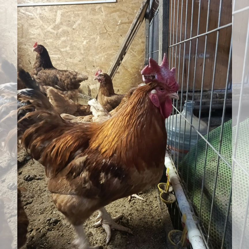 Куры петухи