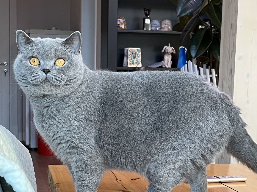 Кошки