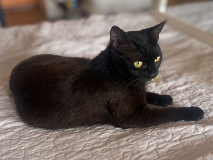 Кошка черная, 10-11 месяцев