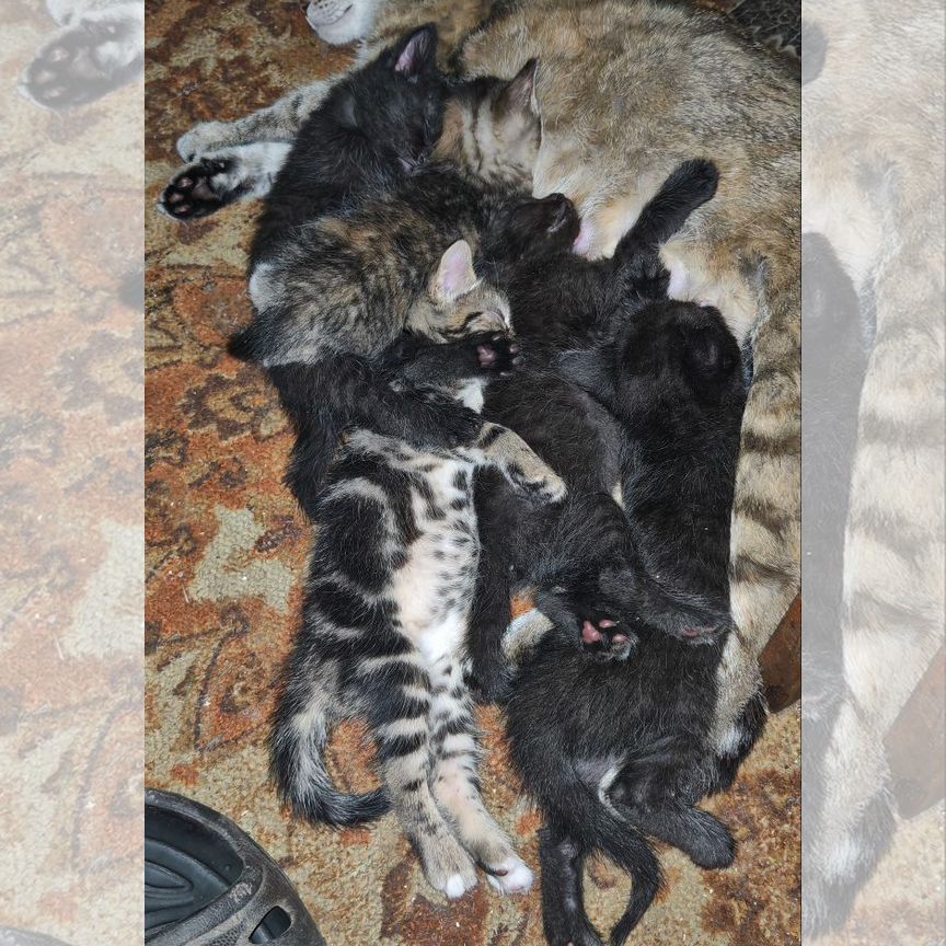 Кошки