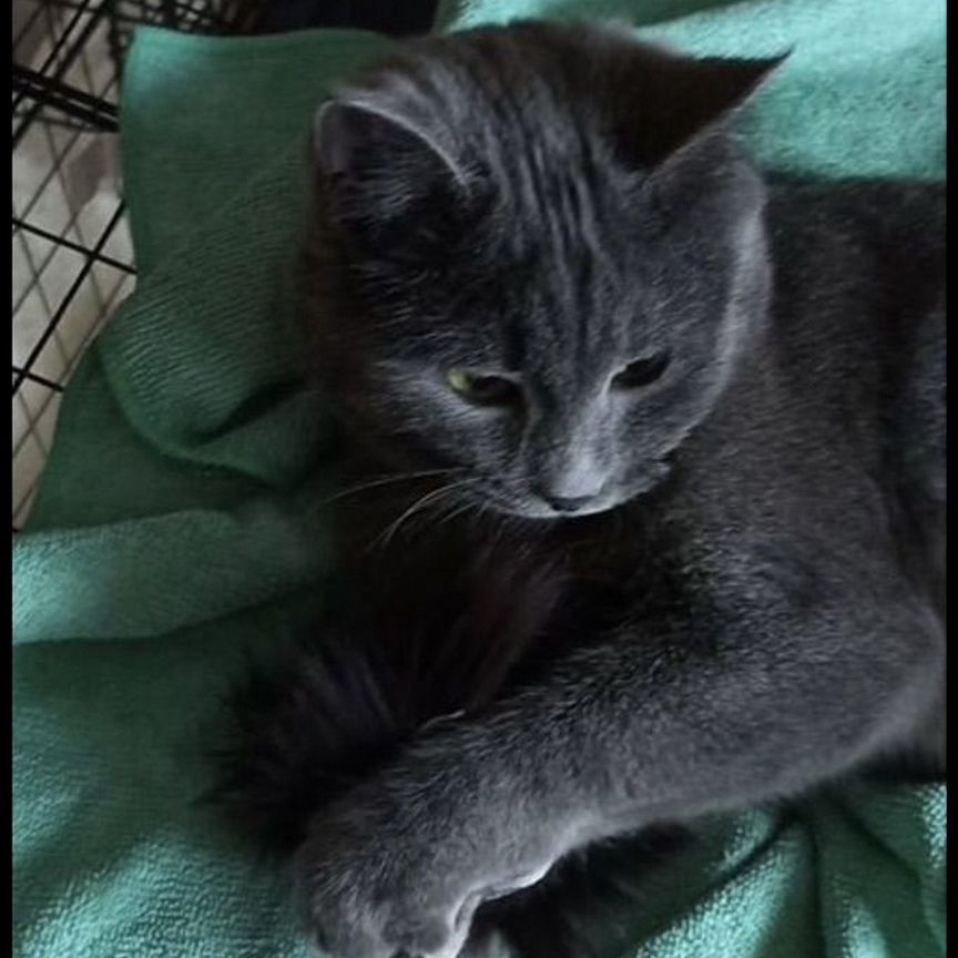 Кошки в добрые руки