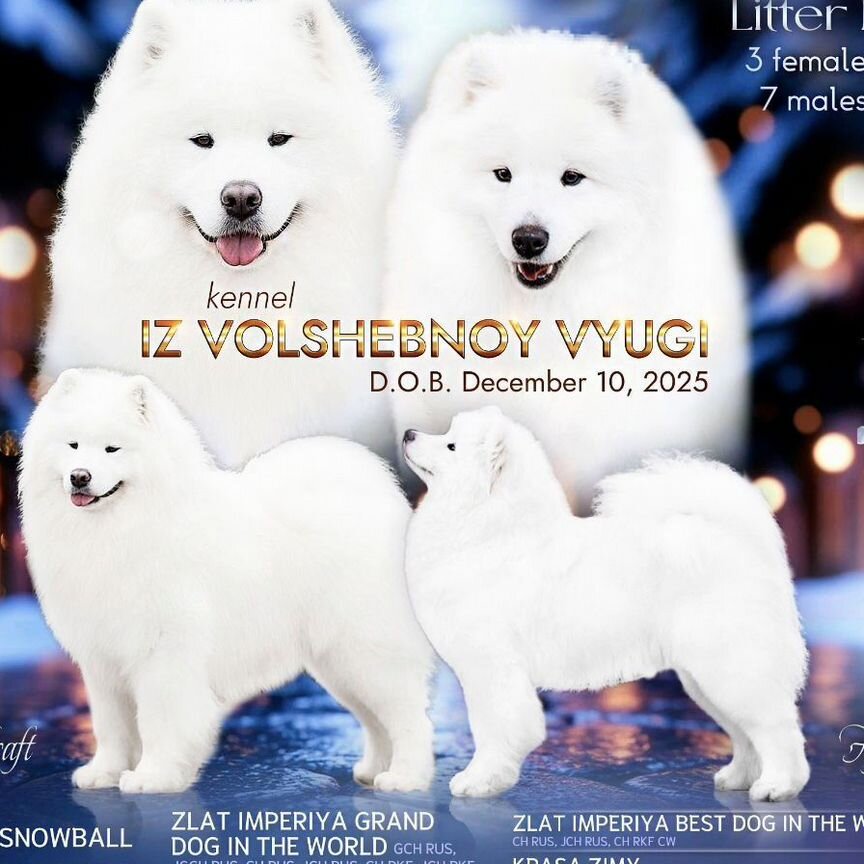 Самоедская собака, щенок