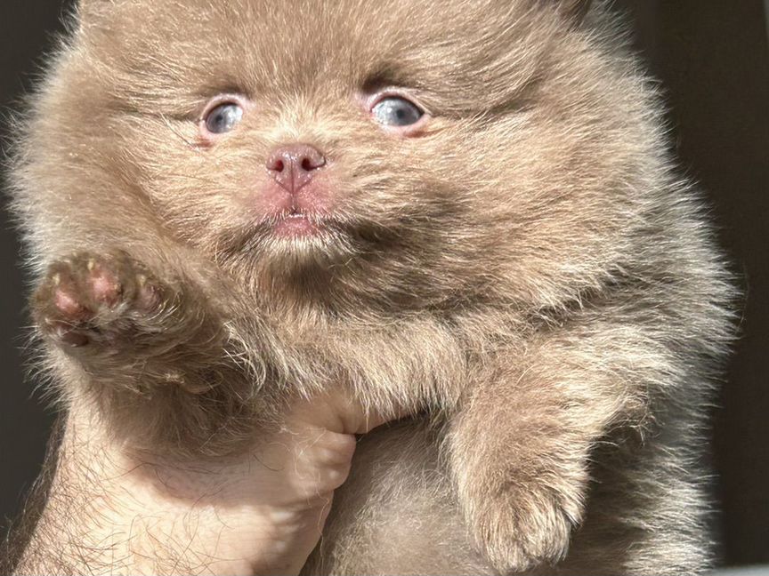 Померанский шпиц лилового окраса