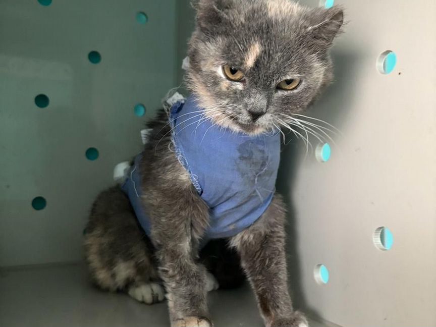 Котик в добрые руки