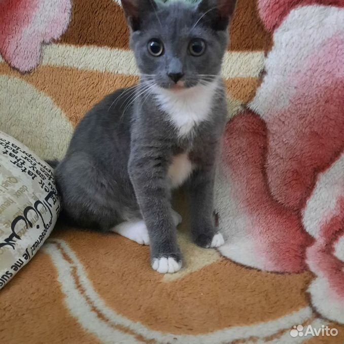 Бонечка ищет семью