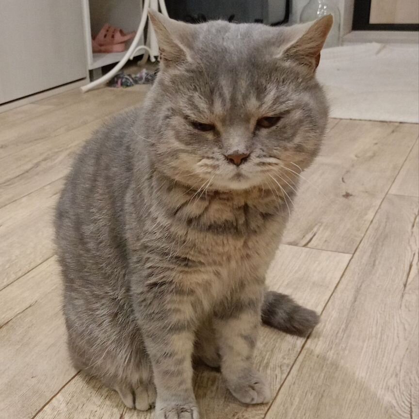 Кот британец, в добрые руки