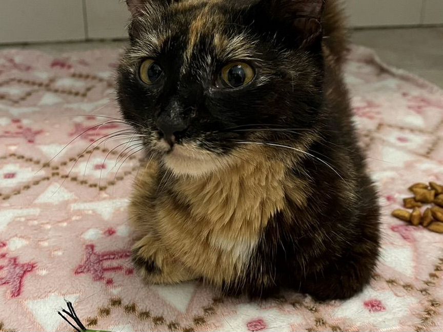 Кошка в дар