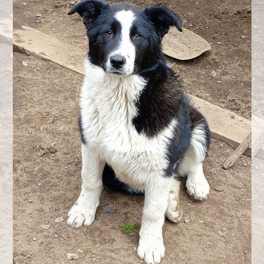 Щенок в добрые руки