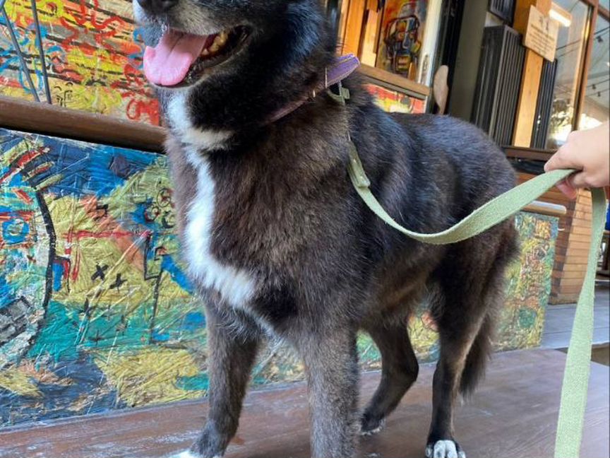 Ласковая собака Алиса в добрые руки