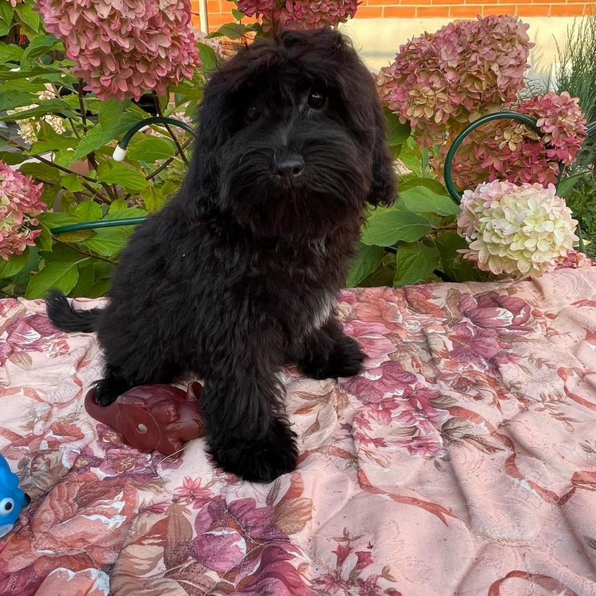 Мальтипу мальчик