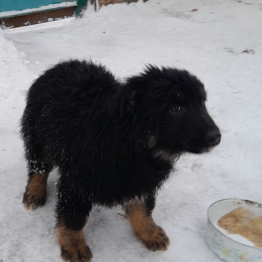 Щенок в добрые руки