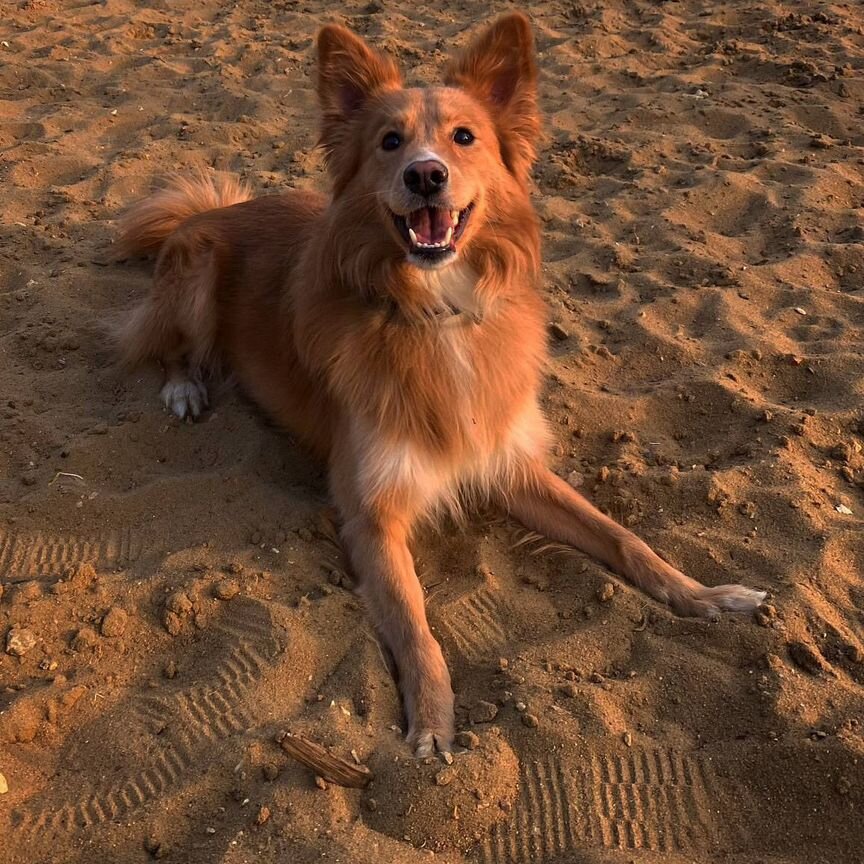 Собака в добрые руки