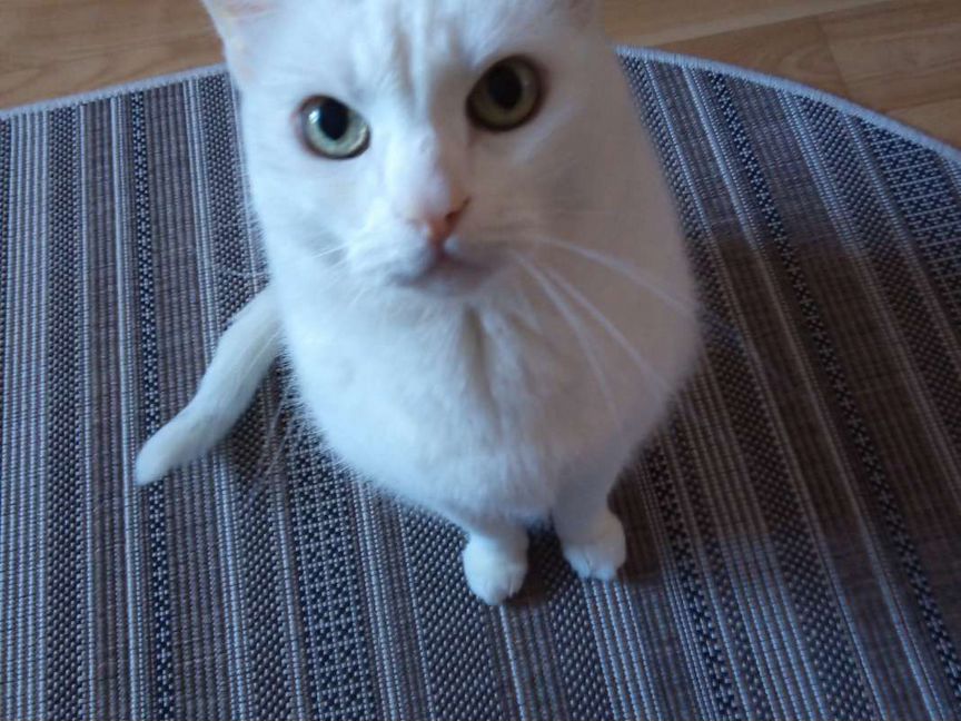Кот 12 лет.В добрые руки. Причина аллергия