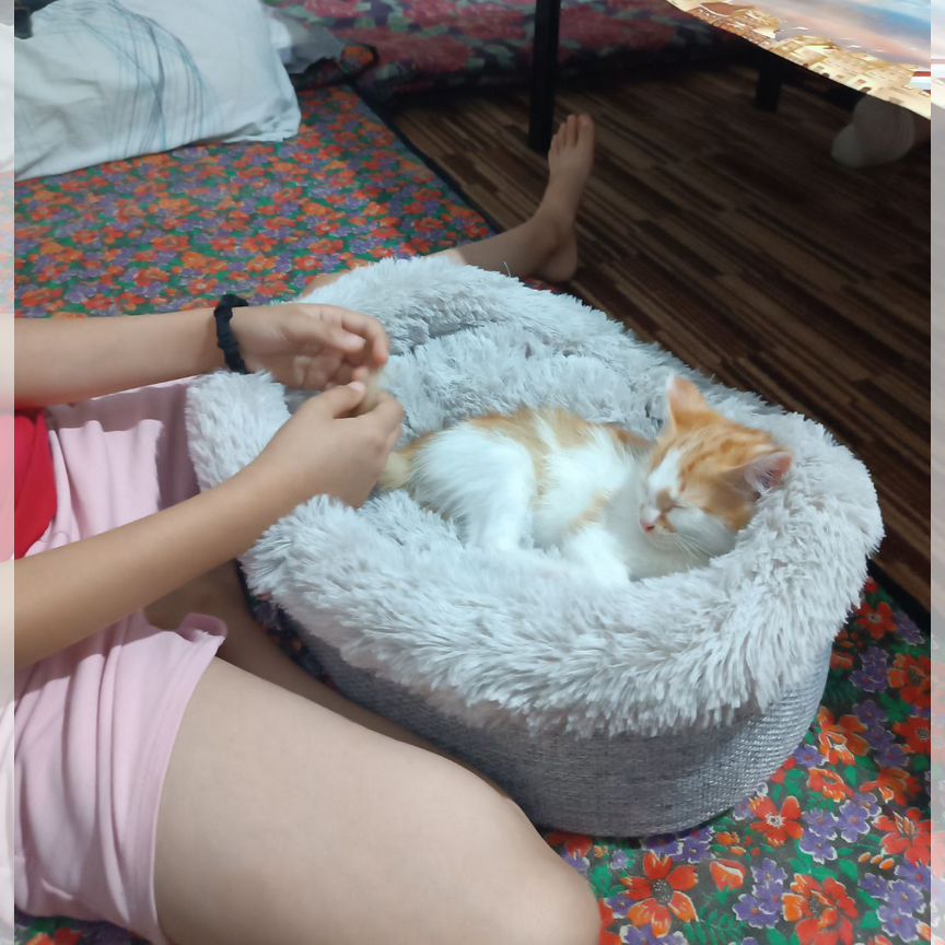 Рыжий котенок мальчик