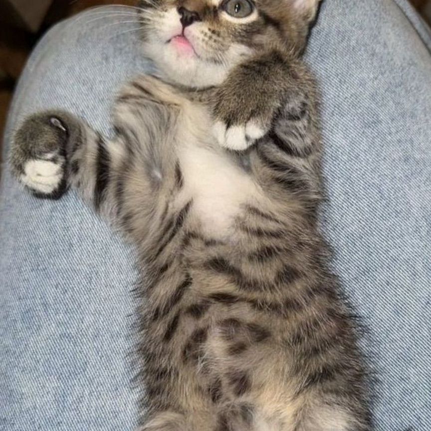 Котёнок в добрые руки