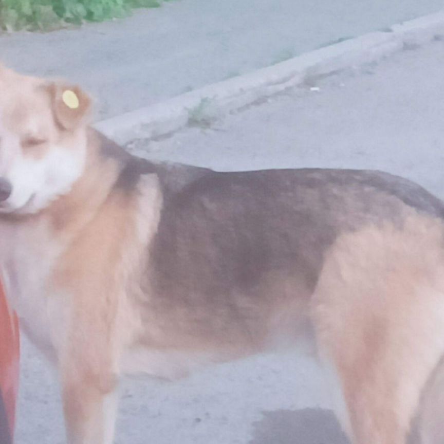 Собака ищет дом