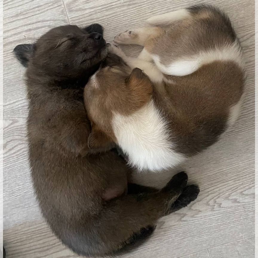 Две малышки в добрые руки