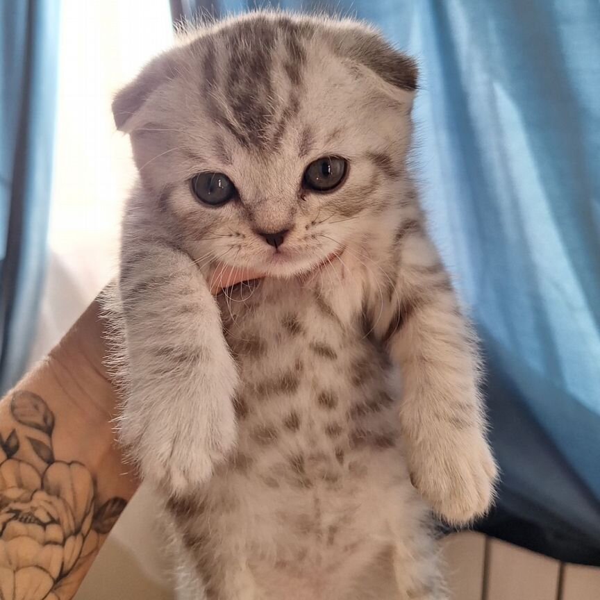Шотландский вислоухий короткошёрстный котёнок