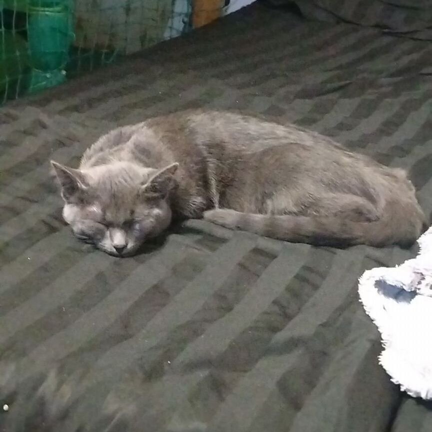 Отдам в добрые руки