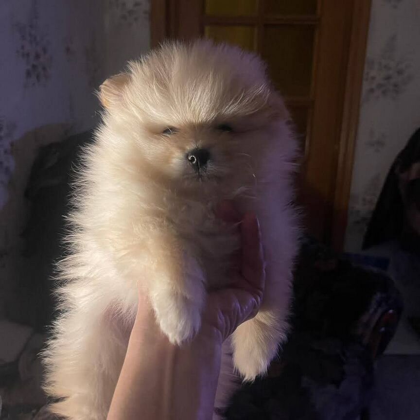 Щенки шпица