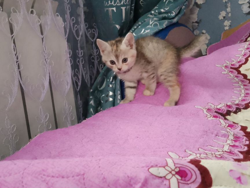 Кошка