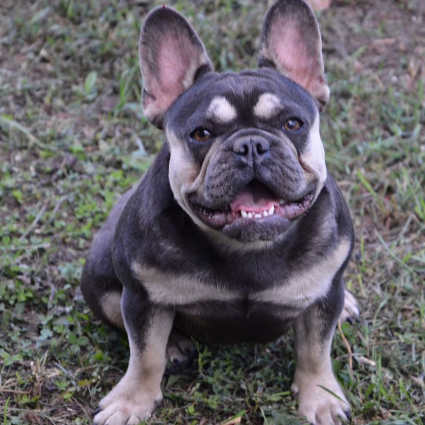 Французский бульдог, взрослая собака