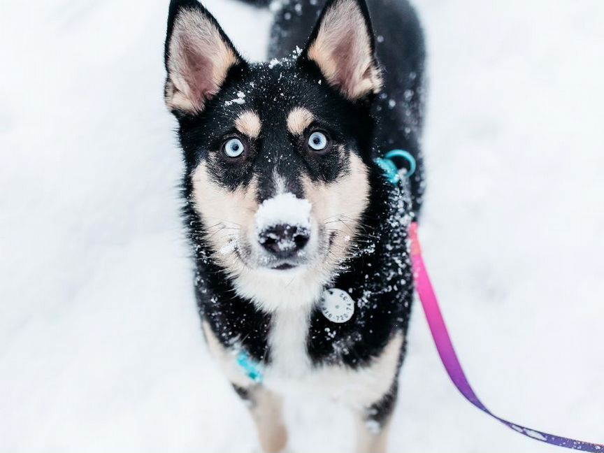 Собака в добрые руки