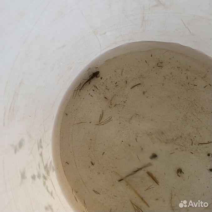 Тритоны, аксалотли, жуки плавунцы