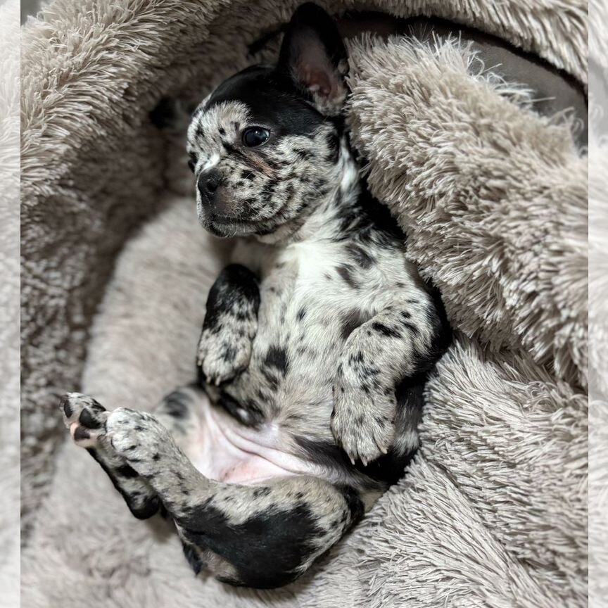 Французский бульдог, щенок