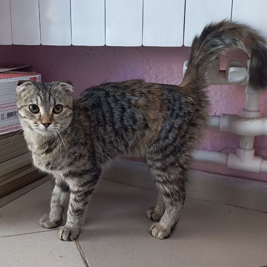 Вислоухий котёнок