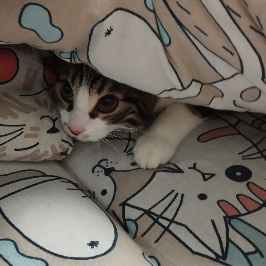 Котенок-подросток