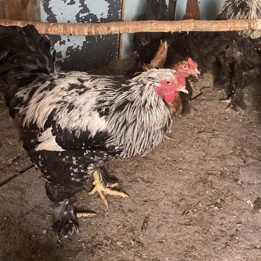 Петух брама