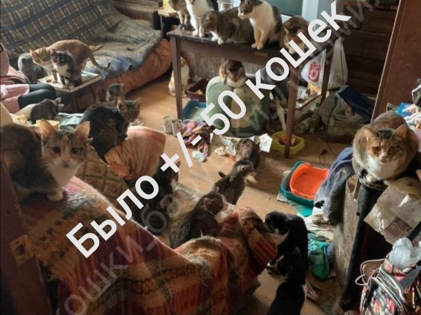 Кошки ищут опекунов