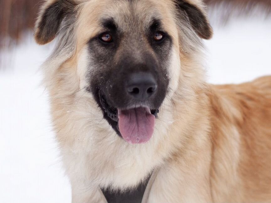 Собака в самые добрые руки