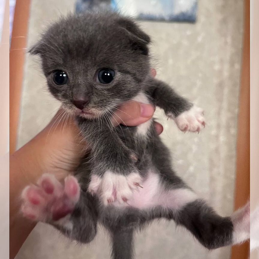 Шотландский вислоухий короткошёрстный котёнок