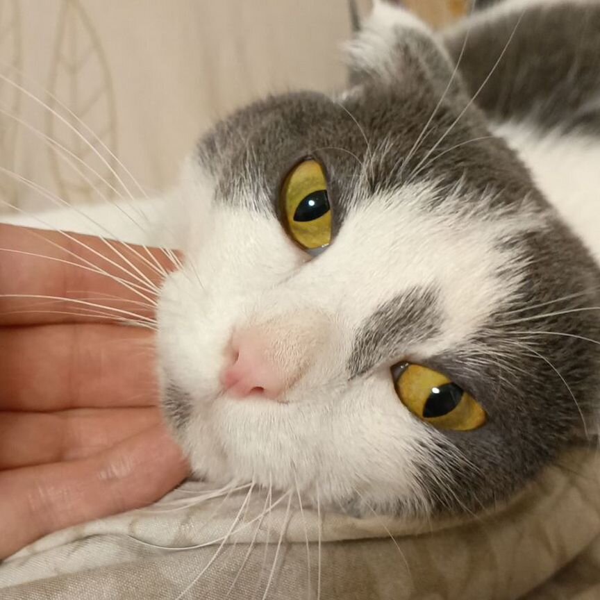 Шотландский вислоухий короткошёрстный, взрослый кот