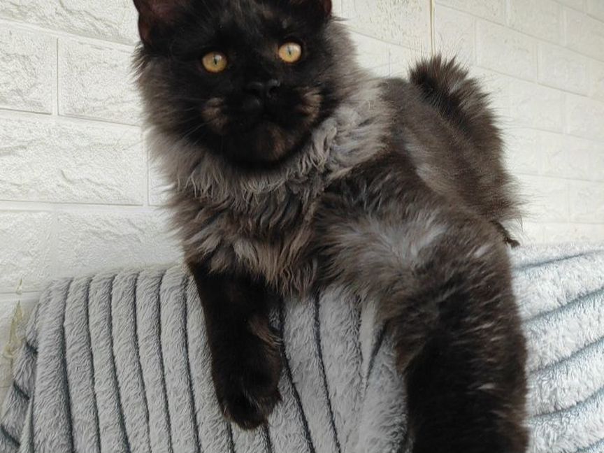 Шикарный котенок