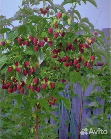 Саженцы малины Таруса купить в Нижнем Новгороде | Товары для дома и ...