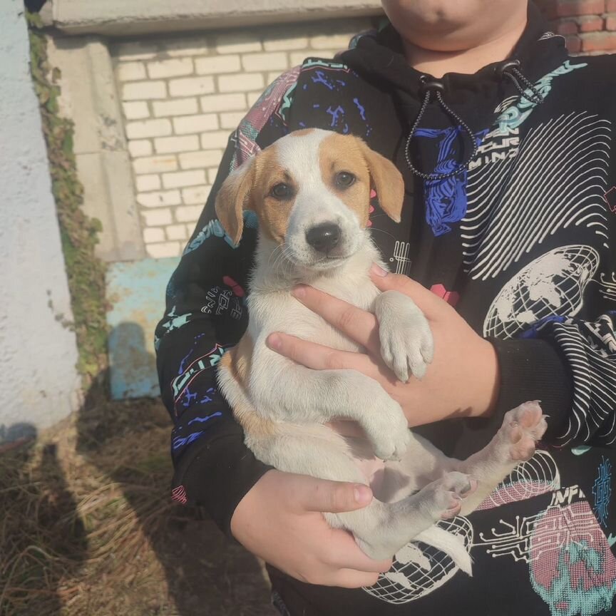 Девчуля ищет дом