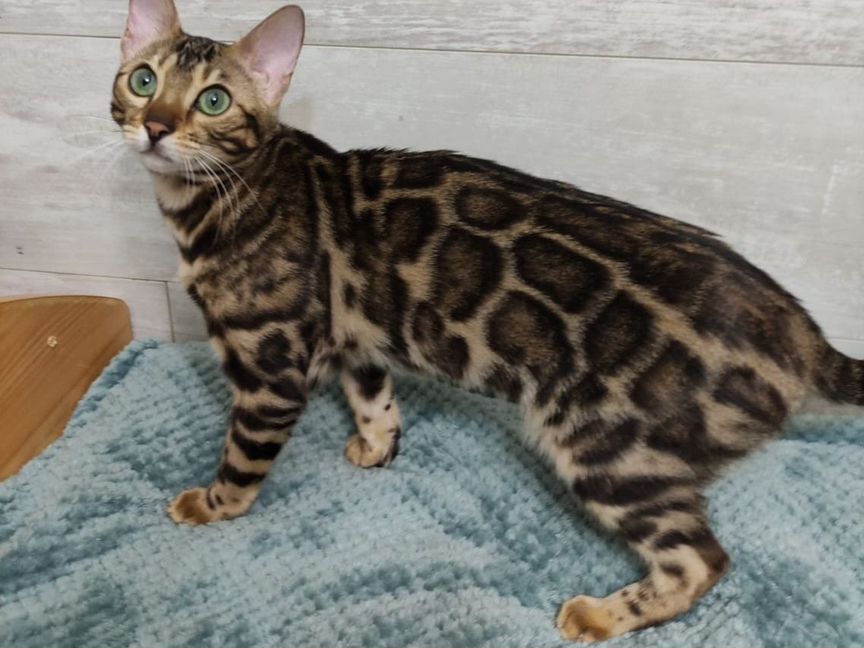 Ласковая бенгальская кошка Ёшка