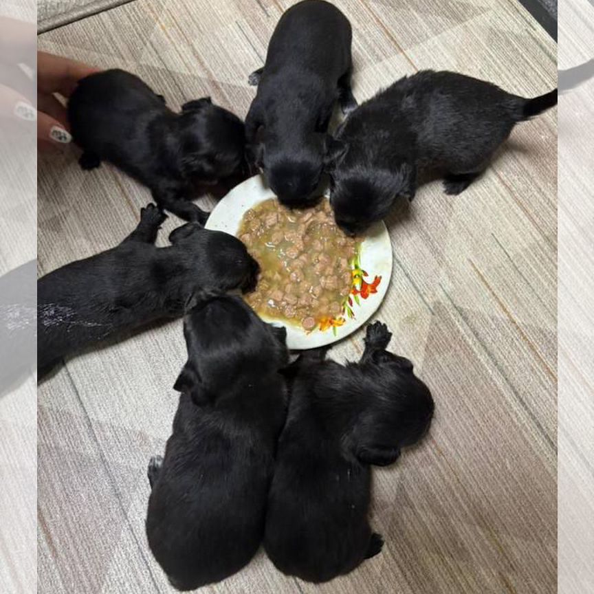 Тентерфилд-терьер, щенок