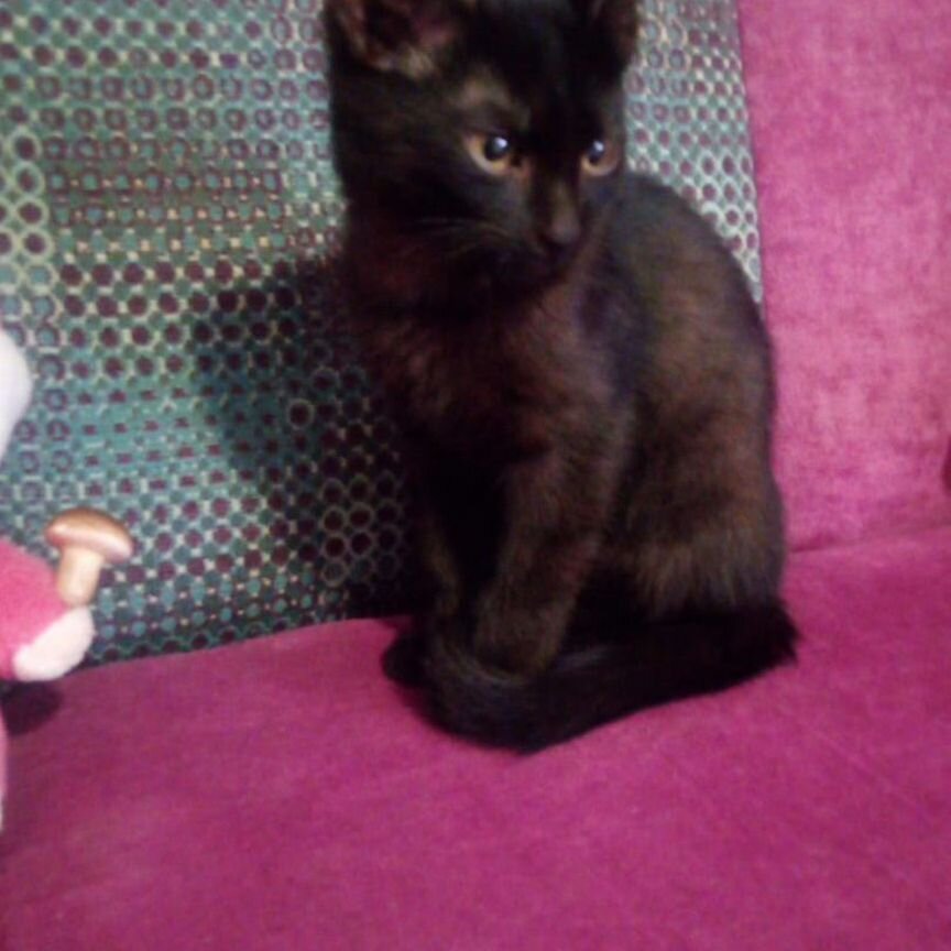 Котёнок мальчик 3 месяца
