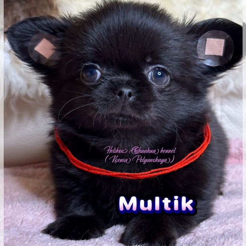 Чудесный Мультик