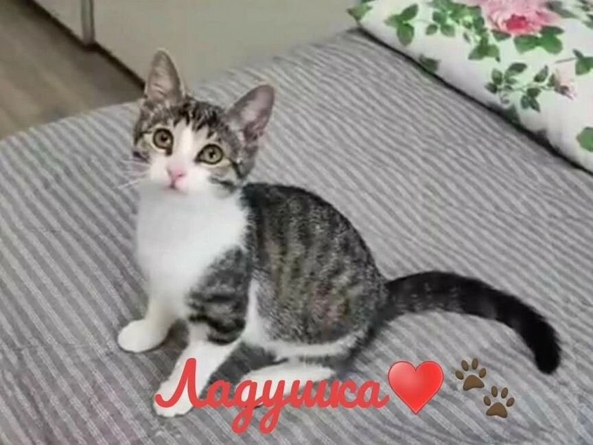 Котенок в добрые руки
