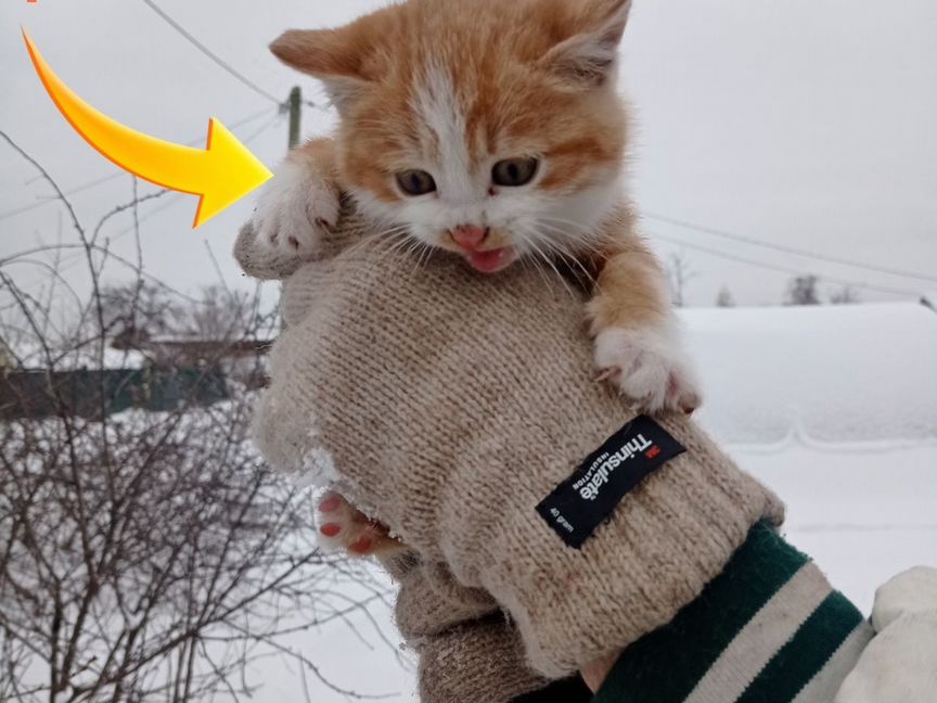 Котята ищут дом