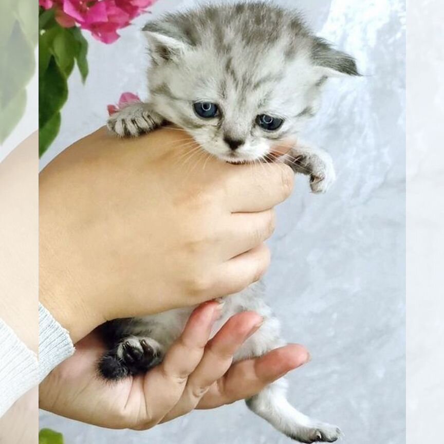 Шатландский вислоухий котенок