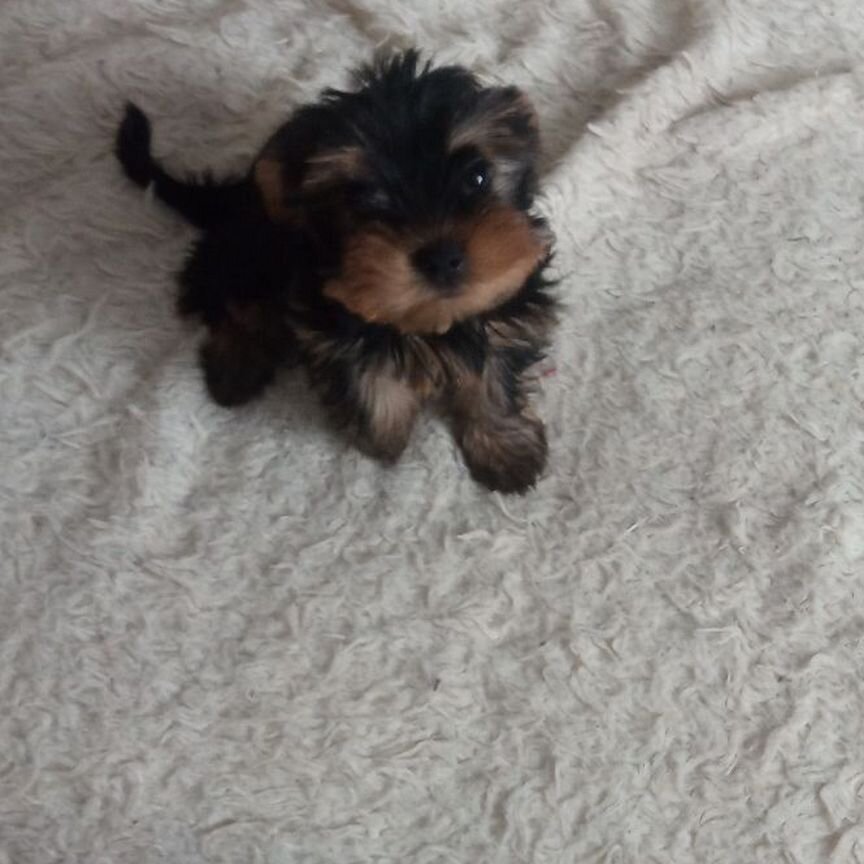 Йоркширский терьер