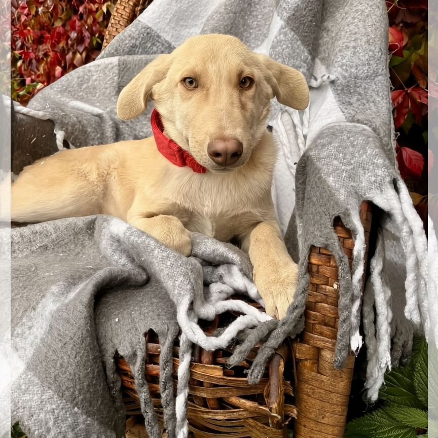 Щенок в добрые руки