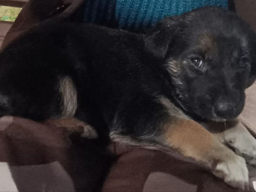 Щенок "Плюша" в дар